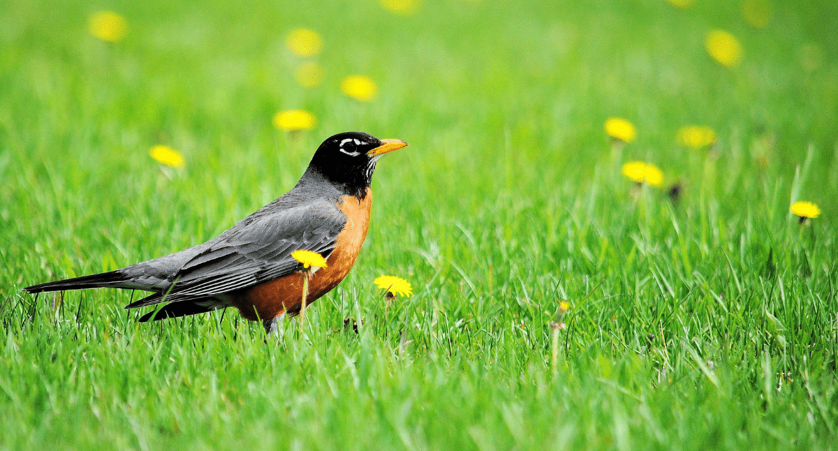 First Sign of Spring: The Michigan Robin - English Gardens