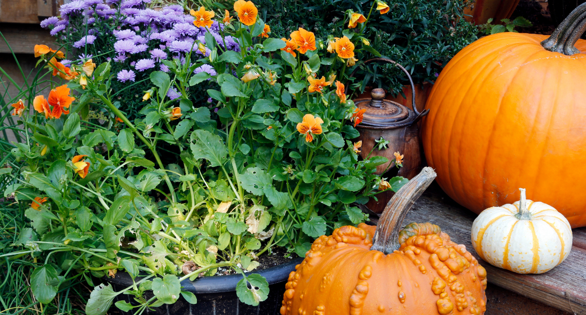 Why Fall is a Great Time to Plant - English Gardens
