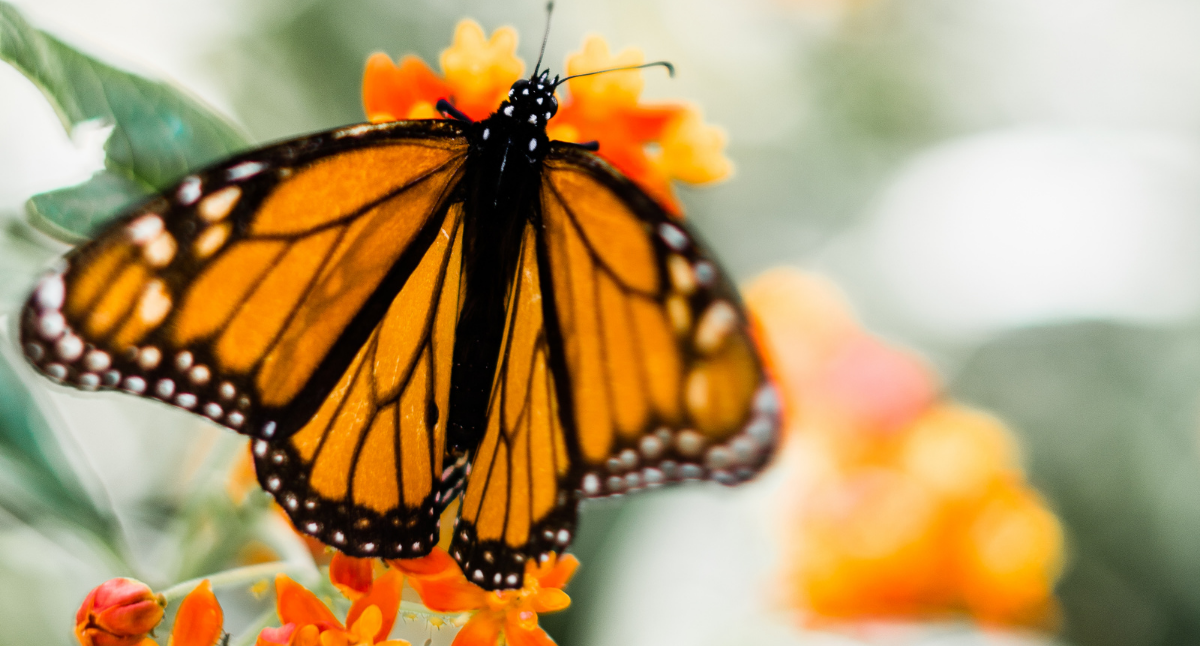 Butterfly Fun Facts - English Gardens