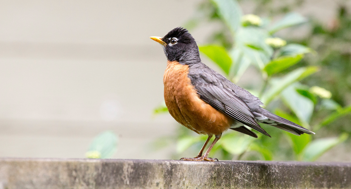 First Sign of Spring: The Michigan Robin – English Gardens