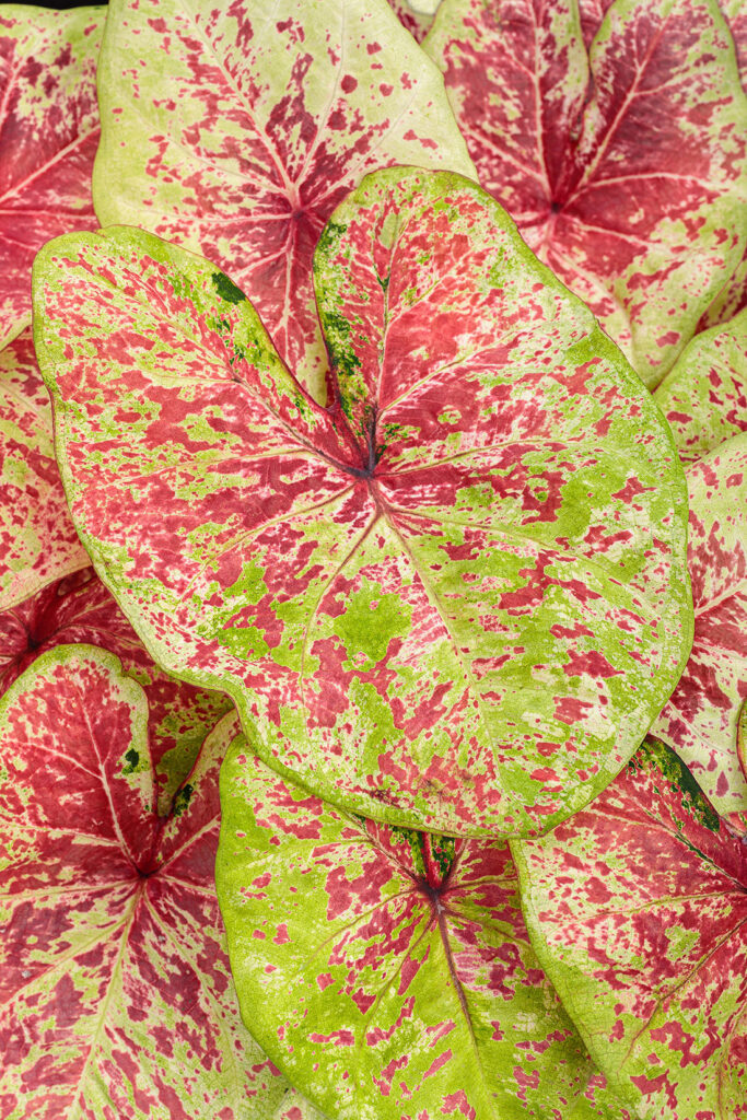 Get Caladium ‘Heart to Heart’ ‘Raspberry Moon’ Proven Winners in MI at ...