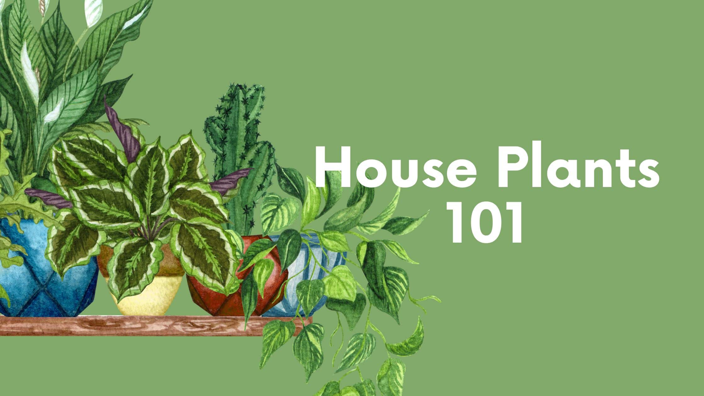 House Plants 101 - English Gardens