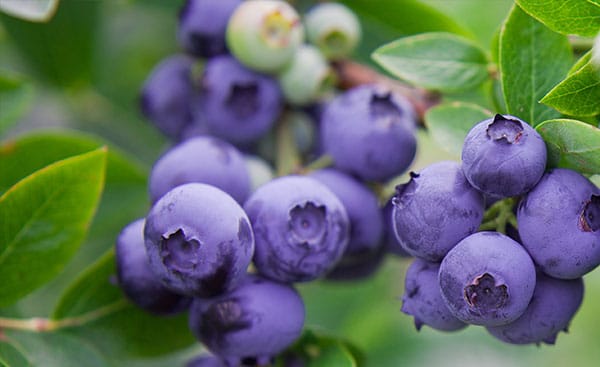 English-Gardens-Edible-Gardening-Berries | English Gardens