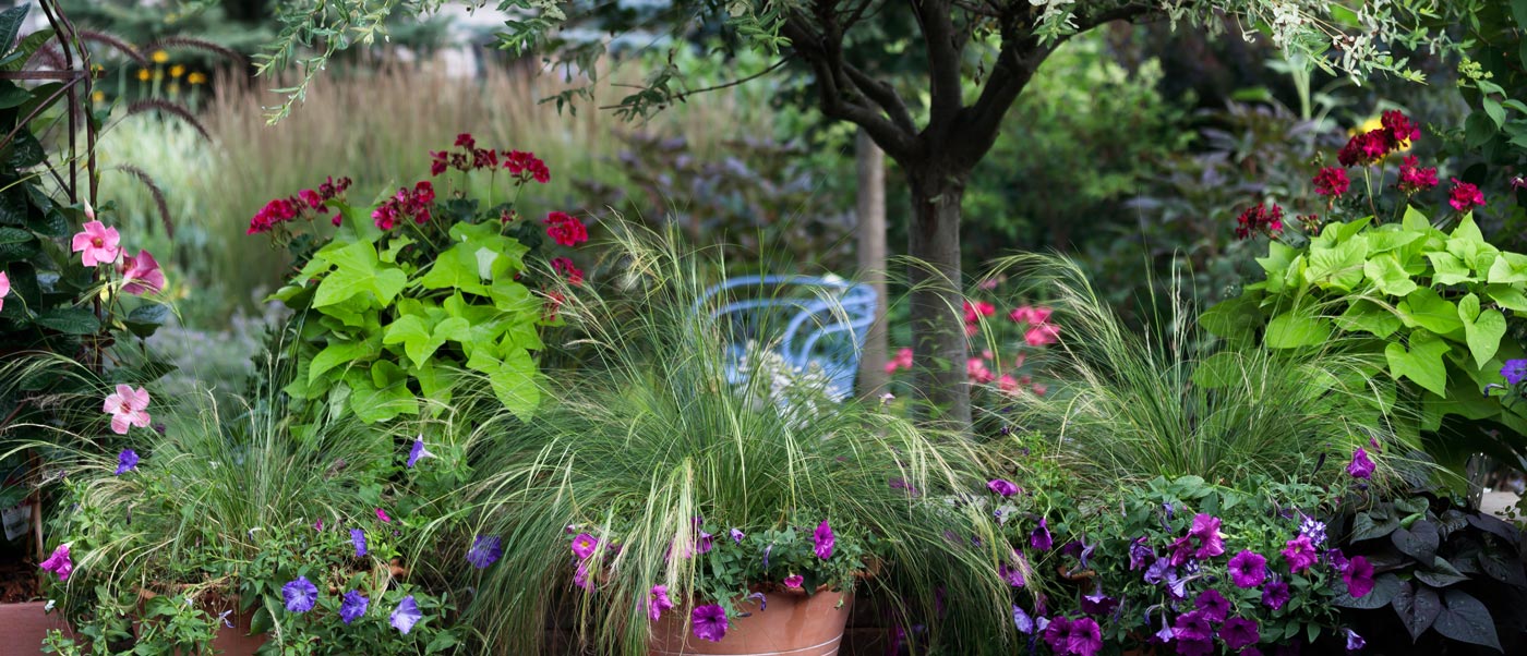 English-Gardens-Gardening-Header | English Gardens