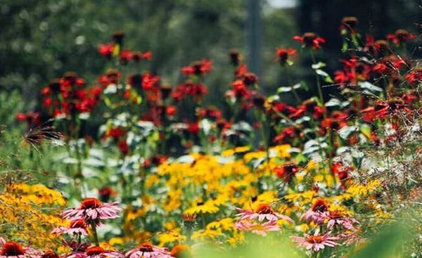 English-Gardens-Gardening-Outdoor-Plants-Pollinators | English Gardens