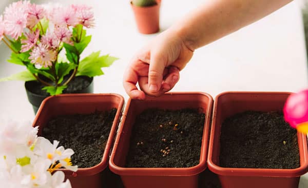 English-Gardens-Indoor-Gardening-Seeds | English Gardens