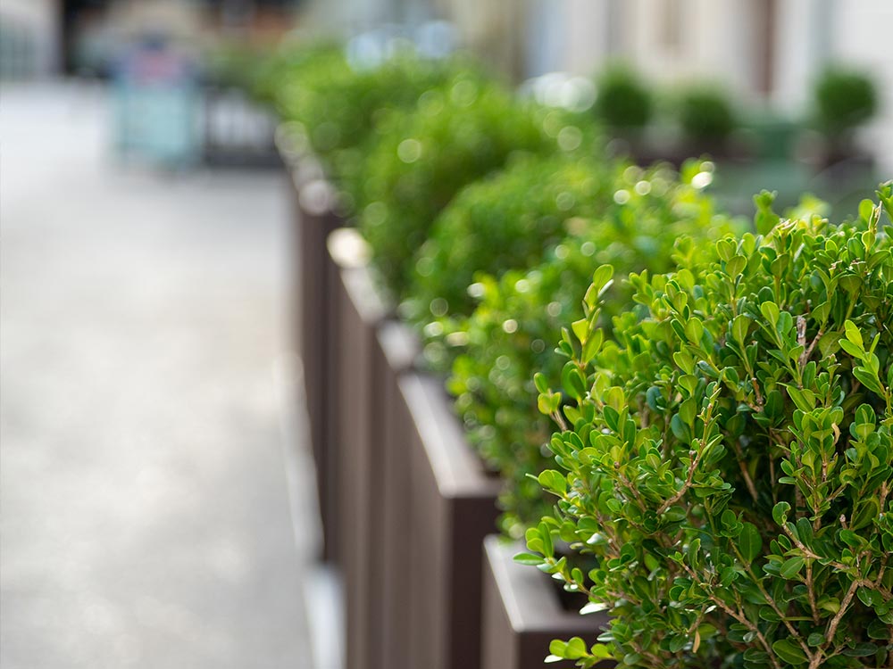 English-Gardens-Rental-shrubs | English Gardens
