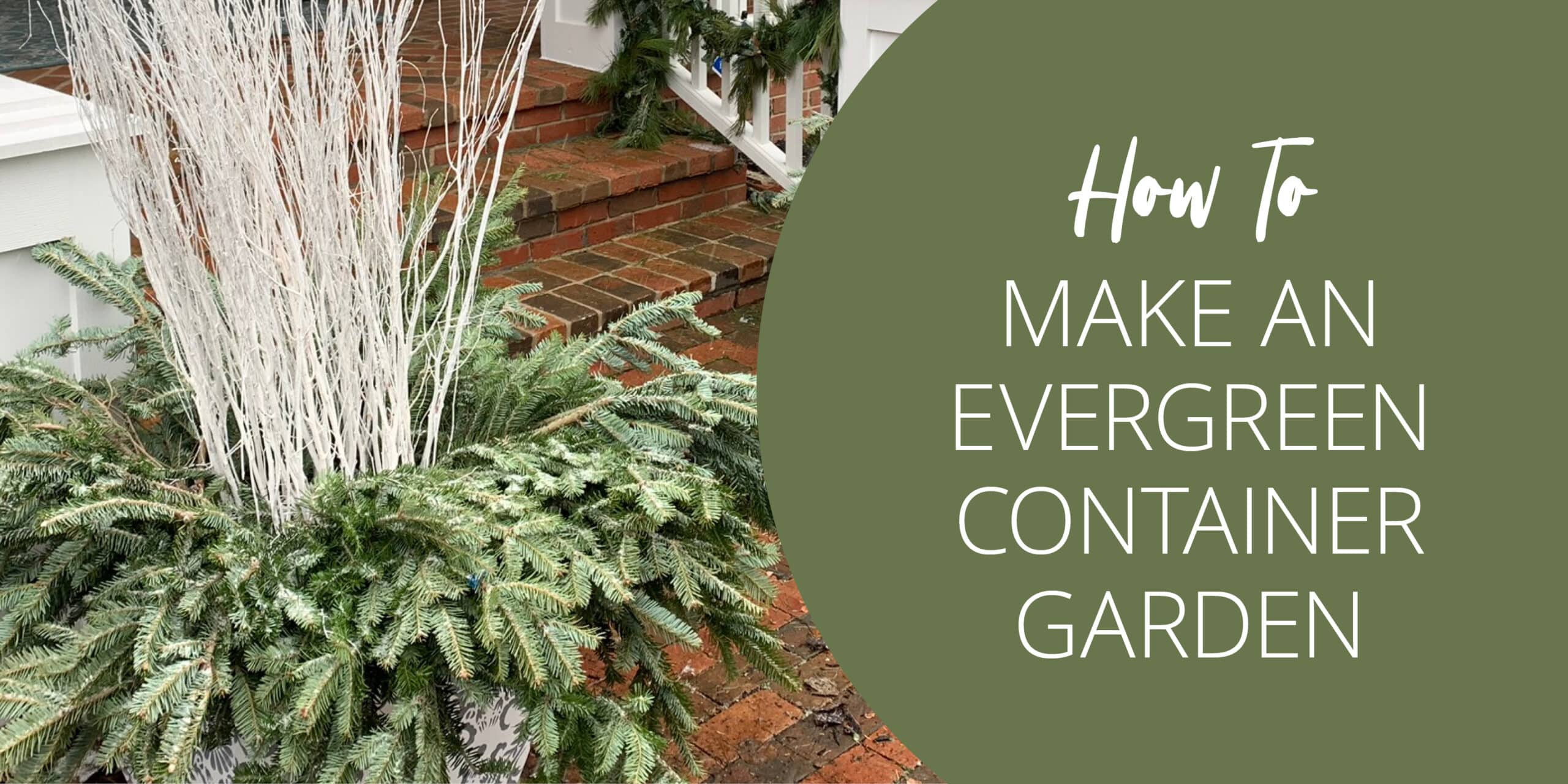 Evergreen Container Garden | English Gardens