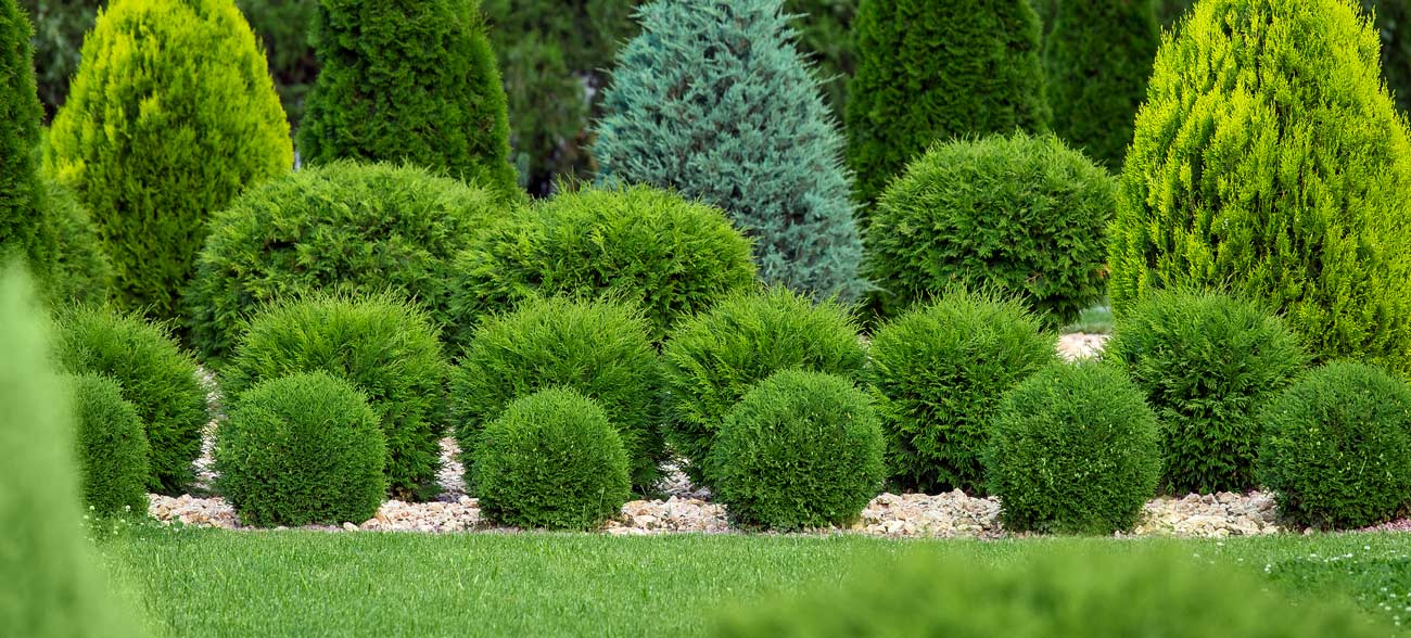 For Where to Buy Evergreens in Royal Oak Look to English Gardens of ...