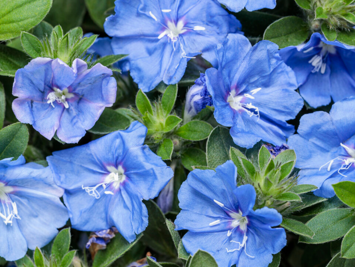 Evolvulus blue my mind | English Gardens