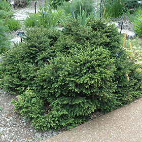 Pumila Norway Spruce #3 gallon pot 1 | English Gardens