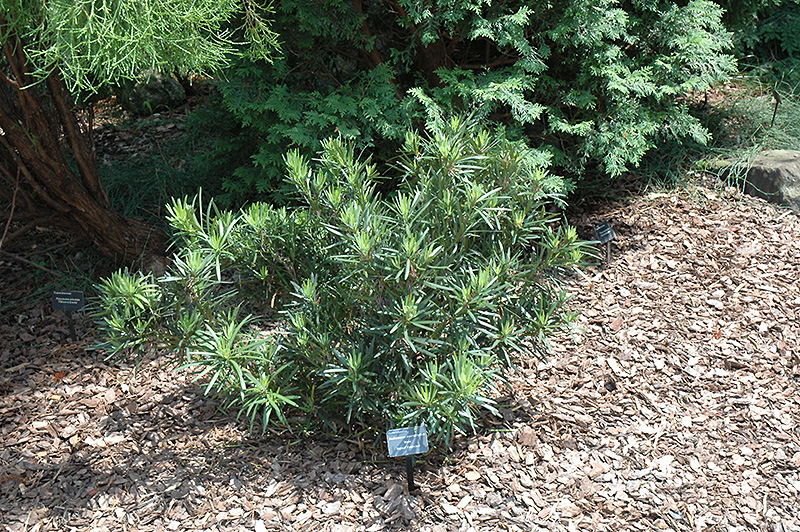 Meta Japanese Yew 1 | English Gardens