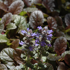 Get Purple Brocade Bugleweed 4.25″/quart pot in MI at English Gardens ...
