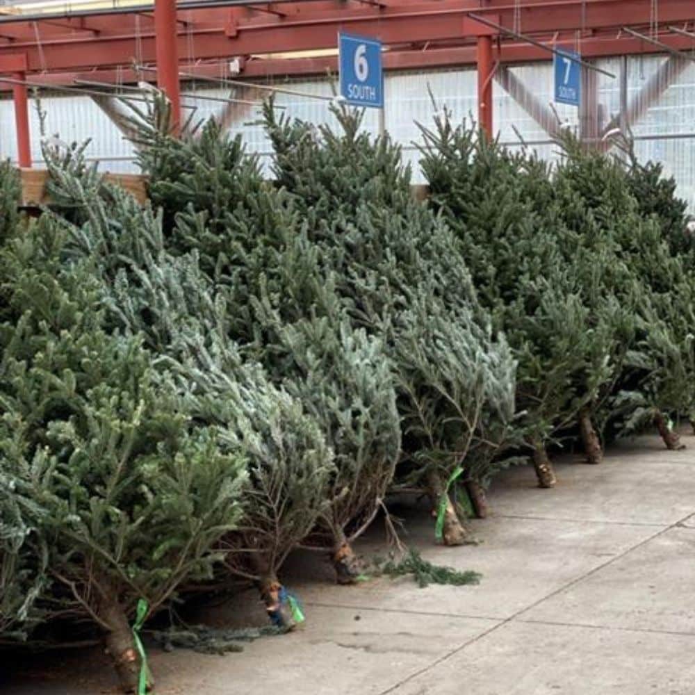 Fresh Trees | English Gardens