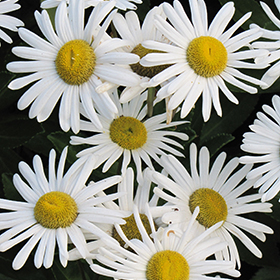 Get Nippon Daisy #1 gallon pot in MI at English Gardens Nurseries ...