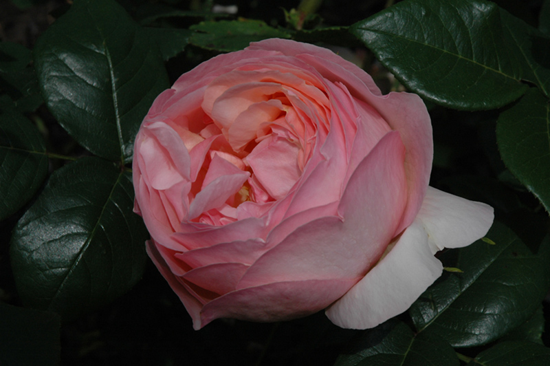 Heaven On Earth Rose 1 | English Gardens