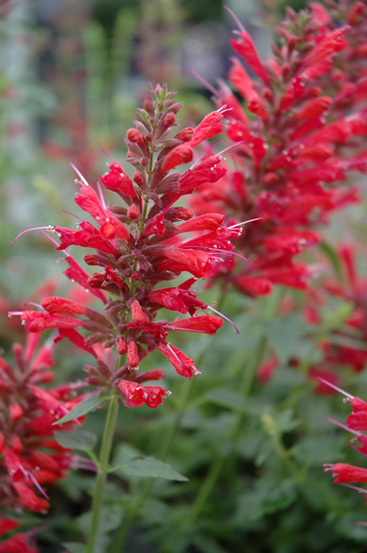 Acapulco Red Mexican Hyssop 1 | English Gardens