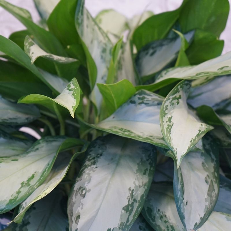 Get Aglaonema Emerald Bay, 10 inch in MI at English Gardens Nurseries ...