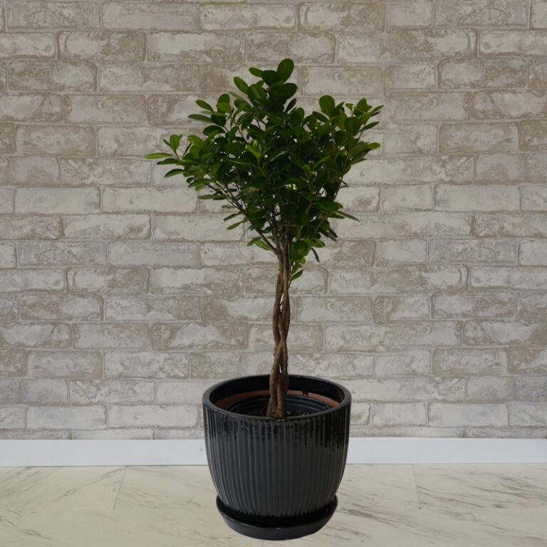 Ficus Daniella – English Gardens