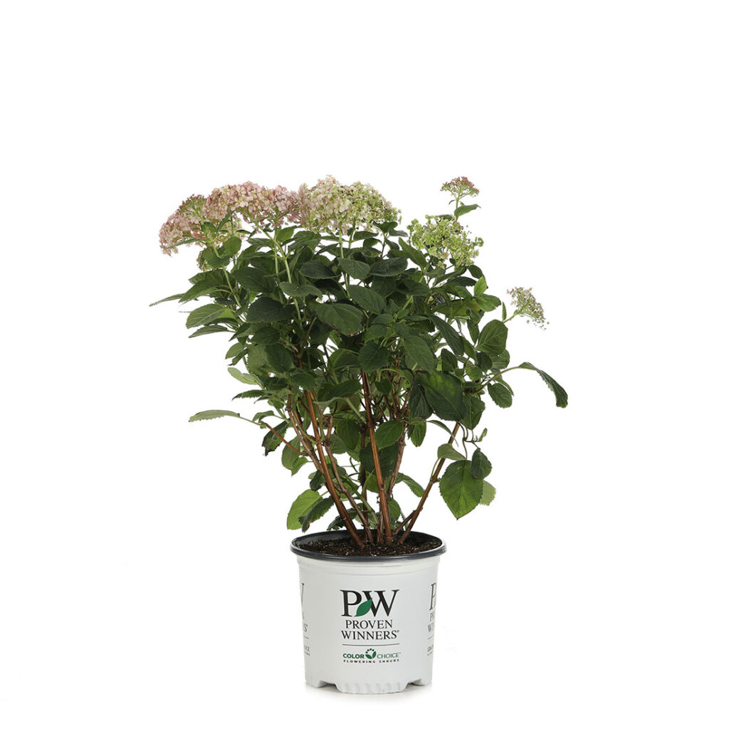 Get Invincibelle Ruby Smooth Hydrangea #1.5 gallon pot – Proven Winners ...