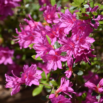 Buy rhododendron & azalea in MI | English Gardens, Serving Clinton ...