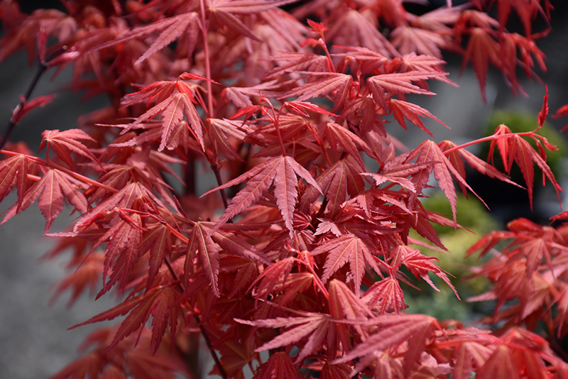 First Flame® Maple 2 | English Gardens