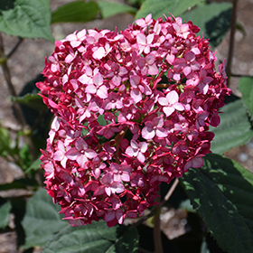 Get Invincibelle Ruby Smooth Hydrangea #3 gallon pot – Proven Winners ...