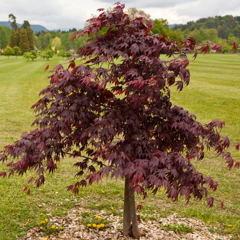 Japanese Maple | English Gardens