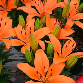 Get Matrix Orange Lily #2 gallon pot in MI at English Gardens Nurseries ...