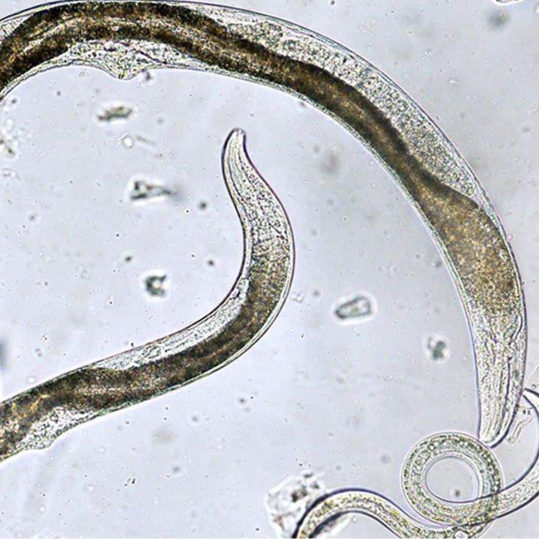Nematodes | English Gardens