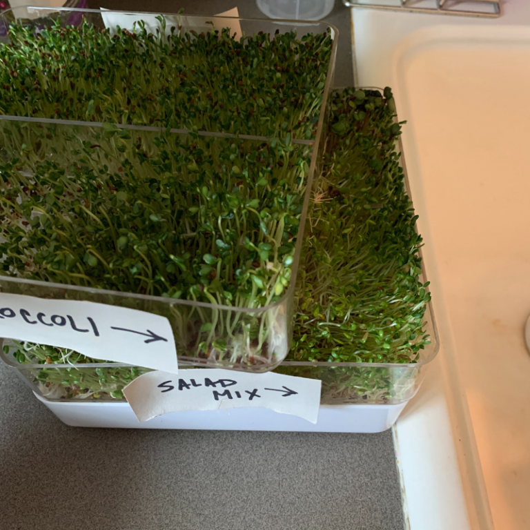 Growing Microgreens and Sprouts - English Gardens