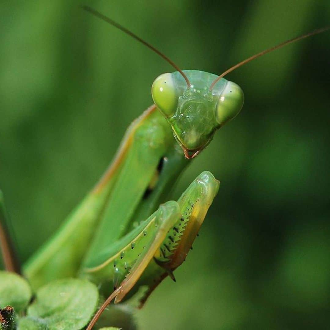 Praying Mantis | English Gardens
