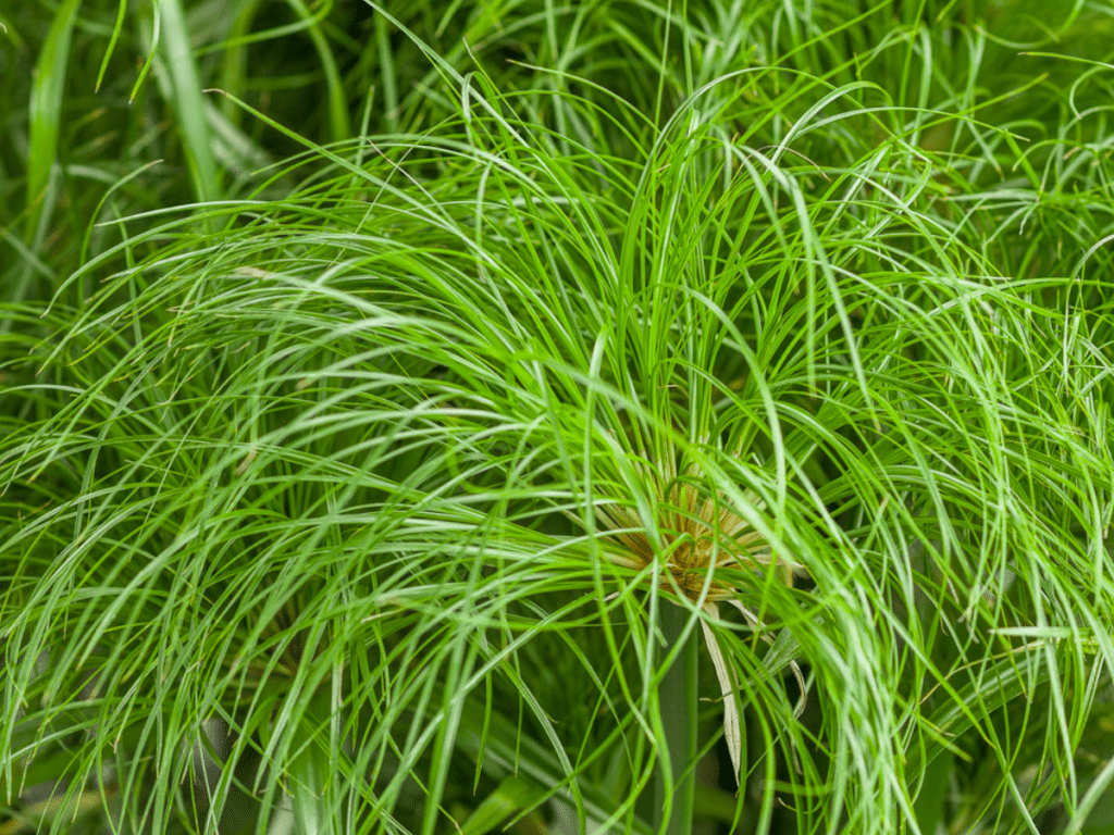 Prince Tut | English Gardens