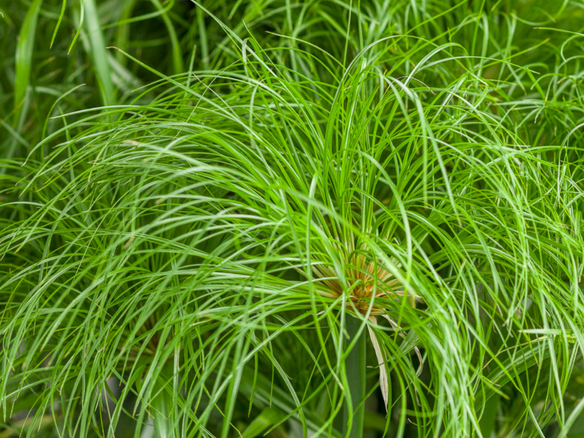 Prince Tut | English Gardens