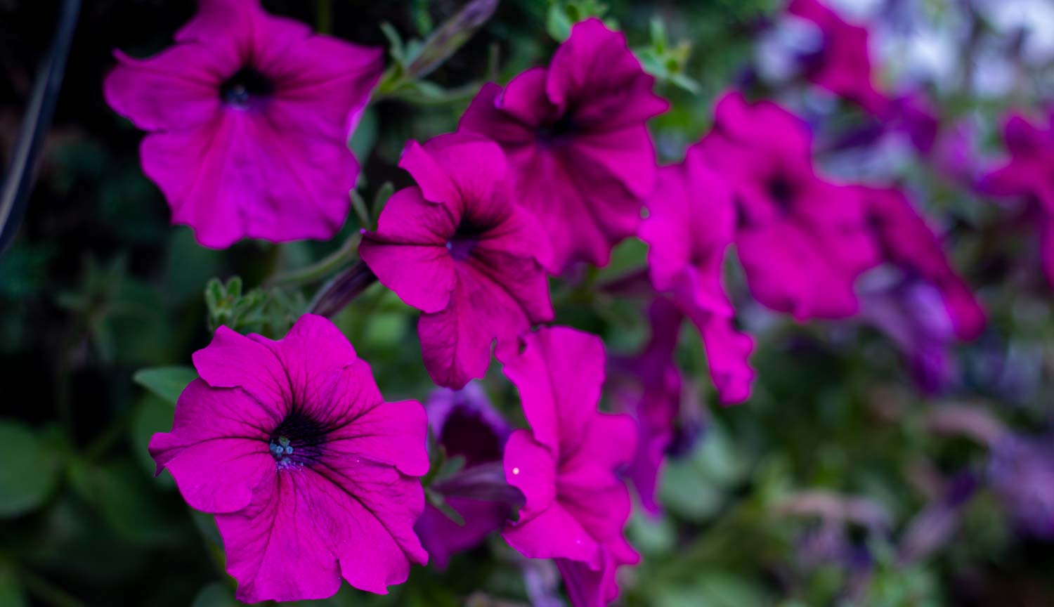 Purple-Flowers | English Gardens