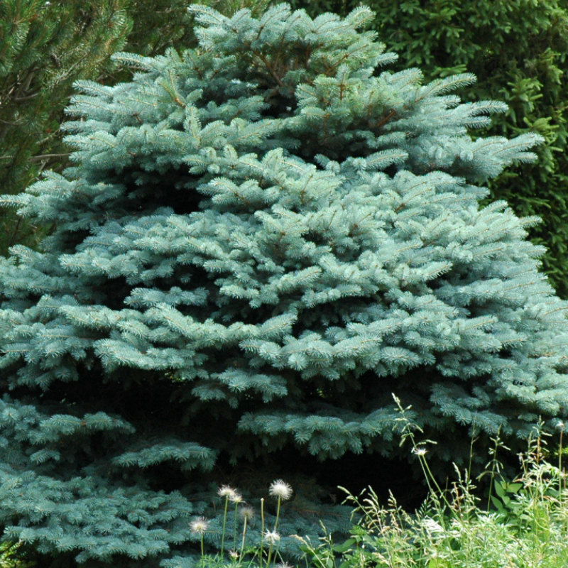 Spruce | English Gardens