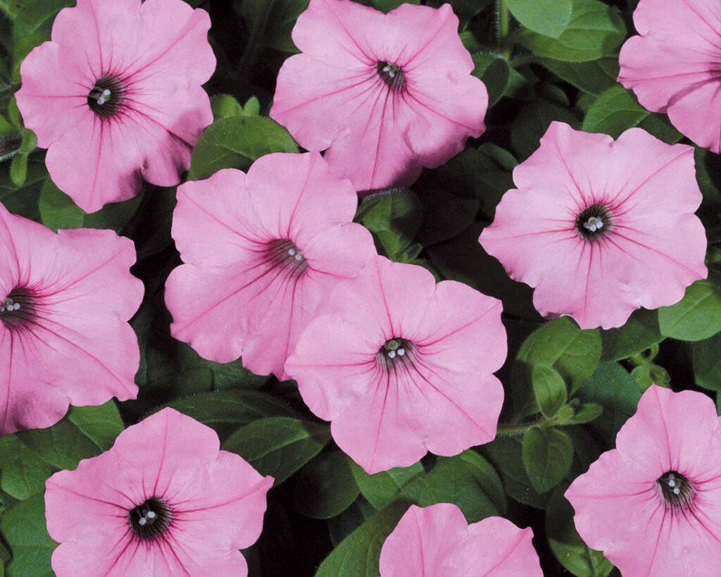 Proven Winners Supertunia Vista Bubblegum Petunia 2 | English Gardens