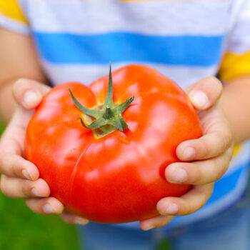 Get Chef Jeff “Beefmaster” Tomato in MI at English Gardens Nurseries ...