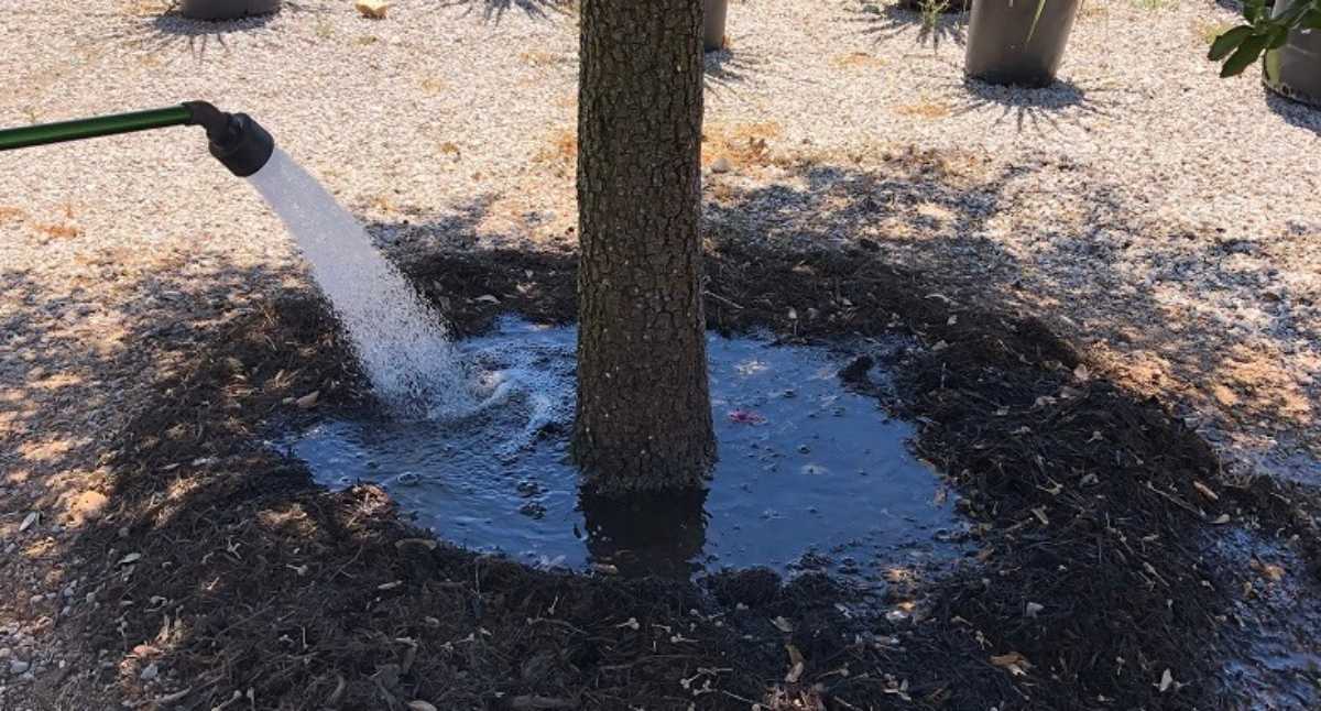 How To Care For Newly Planted Trees And Shrubs English Gardens