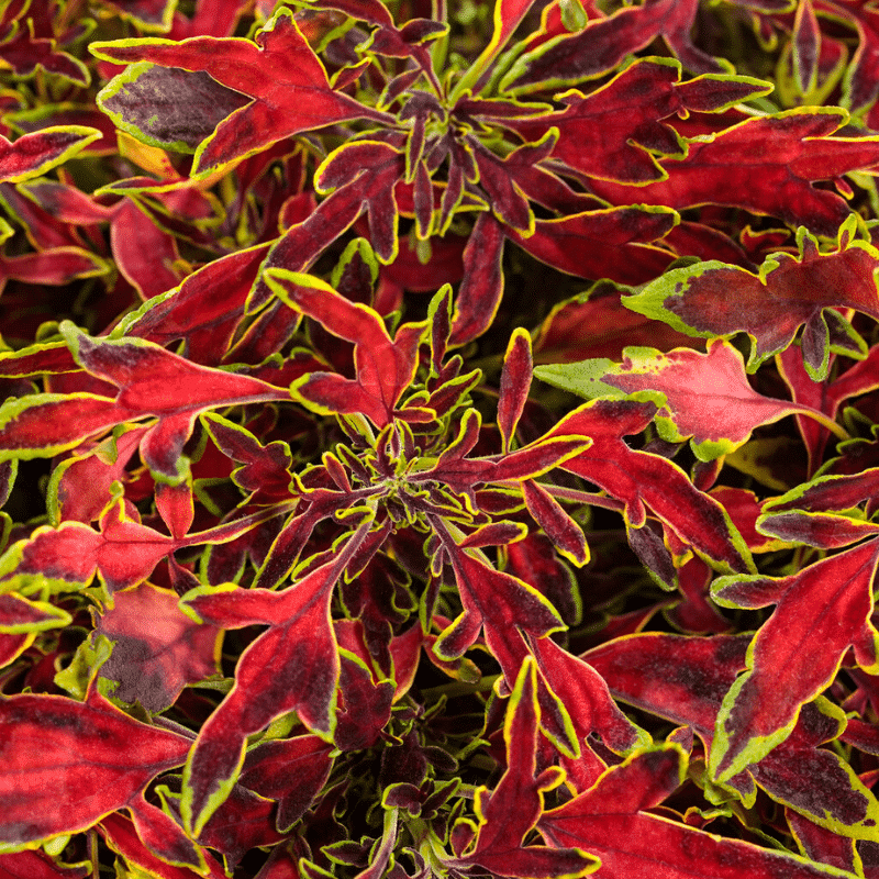 Watermelon Coleus | English Gardens