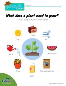 What Do Plants Need to Grow | English Gardens
