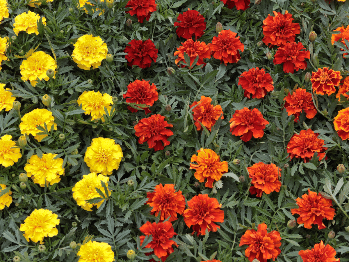 marigold | English Gardens