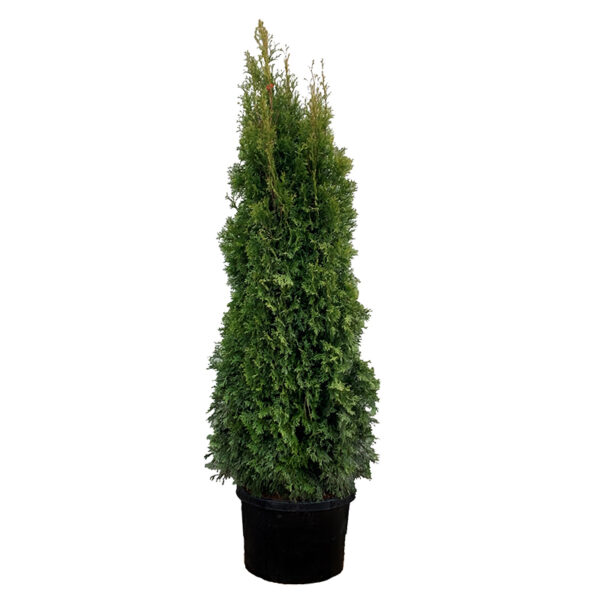 thuja-occidentalis-smaragd-emerald-green-arborvitae-99935 | English Gardens