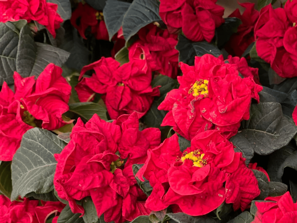 winter rose | English Gardens