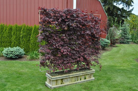 Plant Spotlight: Plant Screens - English Gardens