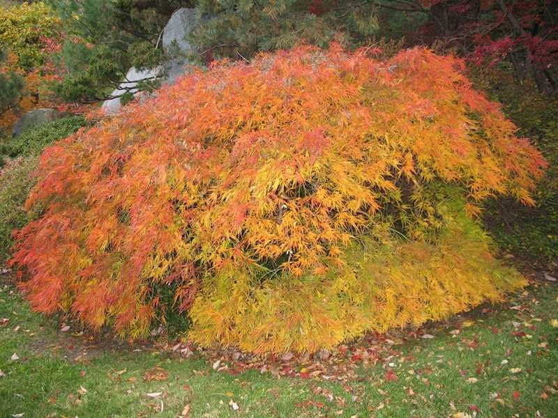 Plant Spotlight: Japanese Maples & Evergreens - English Gardens