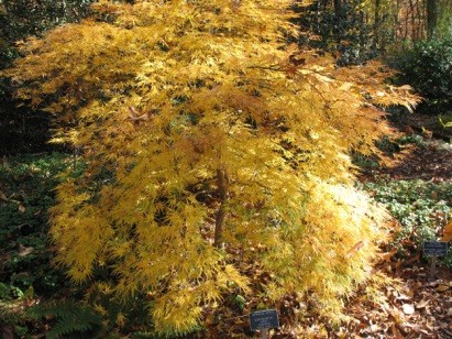 Plant Spotlight: Japanese Maples & Evergreens - English Gardens