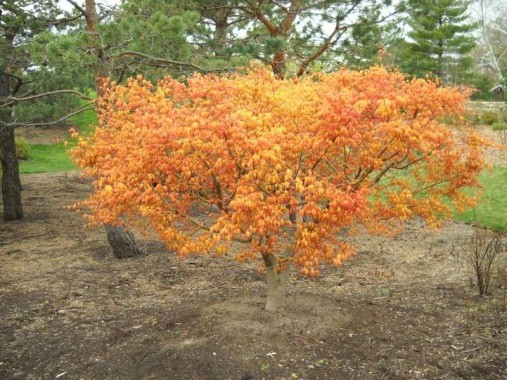 Plant Spotlight: Japanese Maples & Evergreens - English Gardens