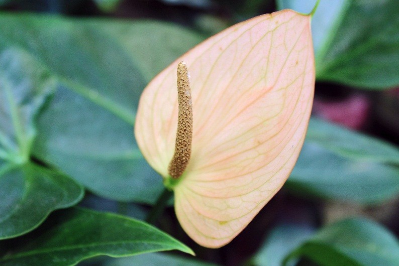 In Plants: PANTONE’s Color of the Year 2016 - English Gardens