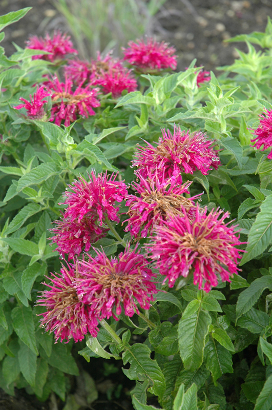 A New Look at Native Plants - English Gardens